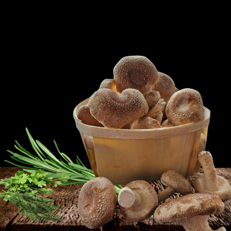 Shiitakefarm - Pärnu Taimelaat
